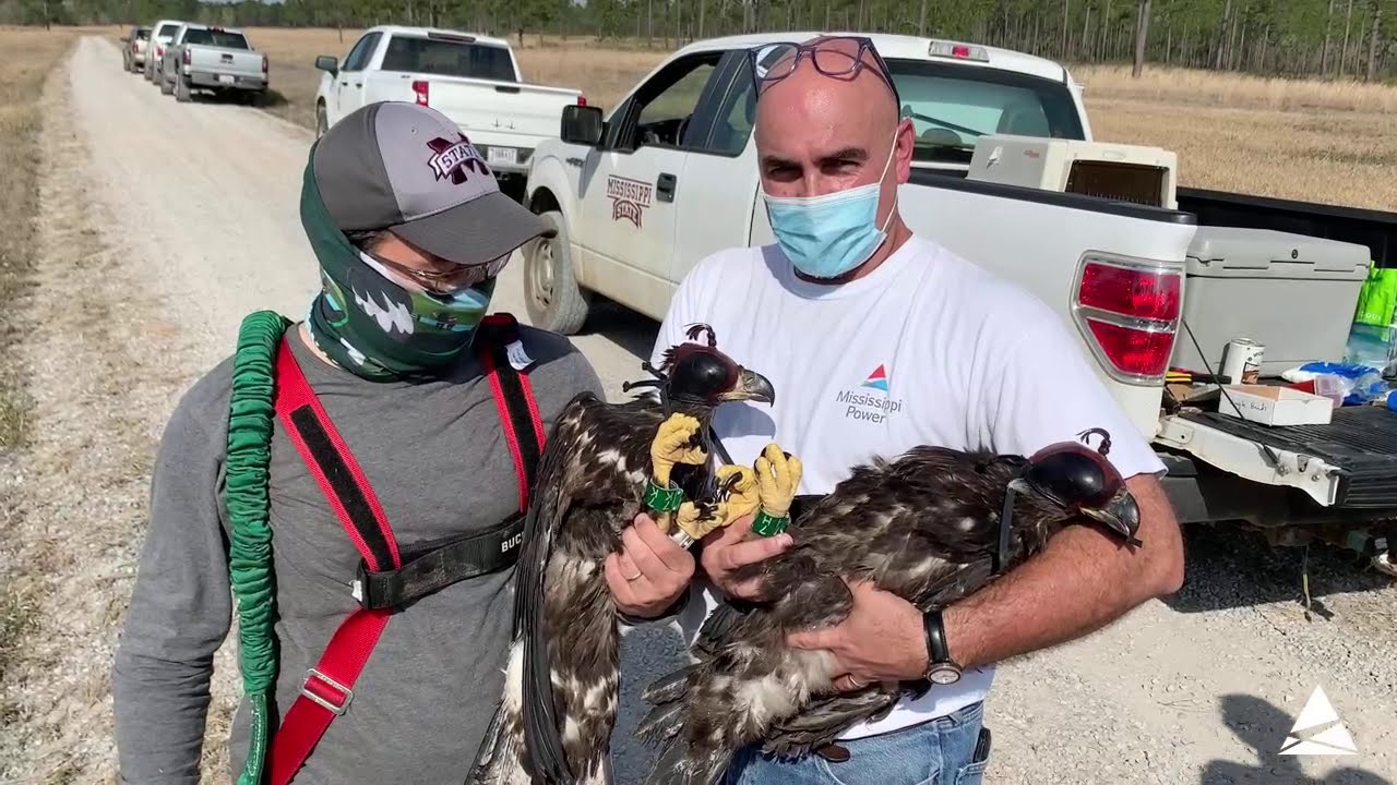 Video: Eagle Banding project